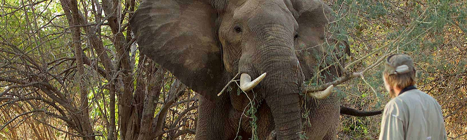 Stretch Ferreira Safaris (Goliath Camp) - Wild Zambezi